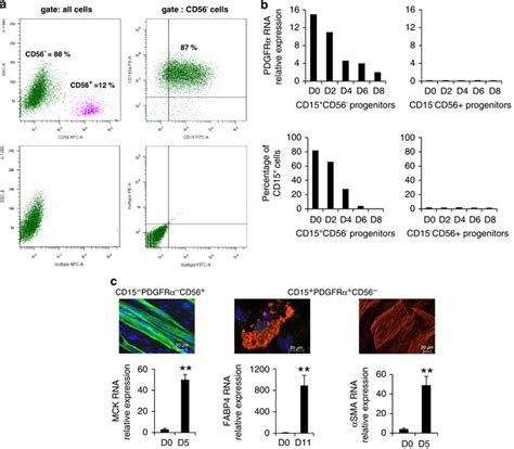 Cd15 And Pdgfrα Are Specific Markers Of Human Faps A Representative
