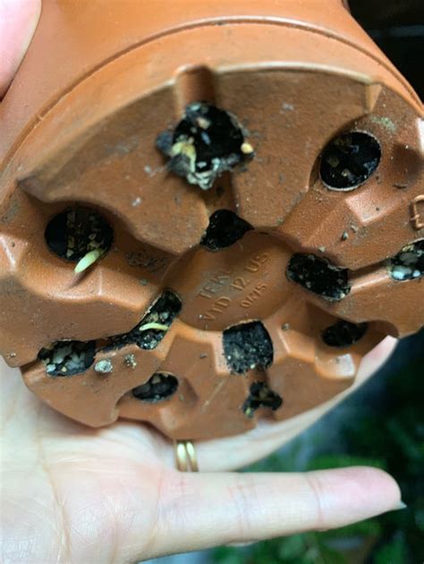 Dunstan Citrumelo Rooted Cuttings