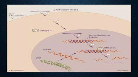 Antisense Rna Technology Pptx