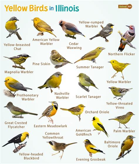 Yellow Birds In Illinois Facts List Pictures