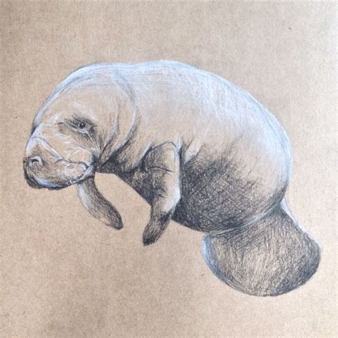How To Draw A Manatee Artofit