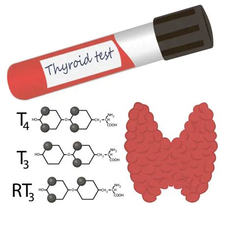 Free Thyroid Lab Vector Images And Graphics Freeimages