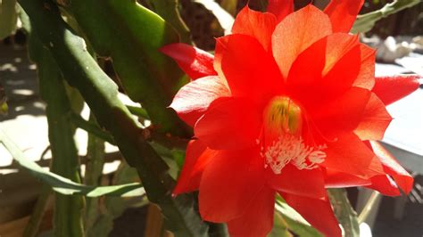 Pianta Grassa Free Photo Download Freeimages