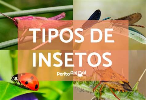 Nomes De Insetos E Insetos Insetos Biologia Net