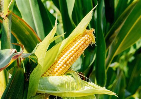 A Comprehensive Comparison Of Maize Vs Corn Oh Snap Cupcakes