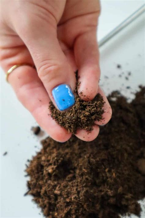 Isopod Substrate Guide The Best Materials And Mixes To Use