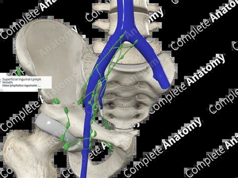 Superficial Inguinal Lymph Nodes