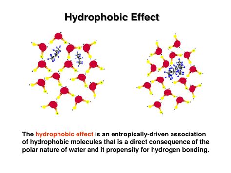 Hydrophobic Effect Examples At Donna Hood Blog