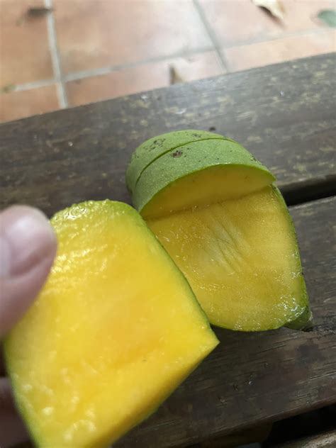 Mango Tree Type Identification R Plantidentification