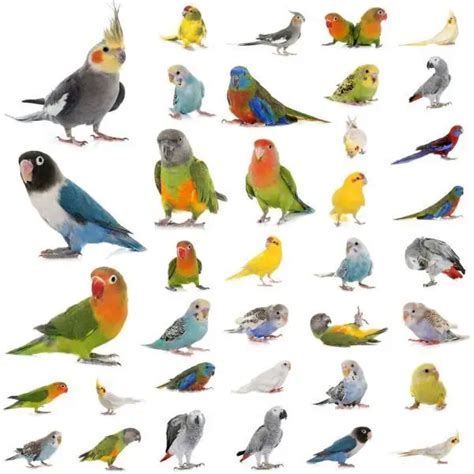 Parrot List List Of All Parrots In The World And Classification