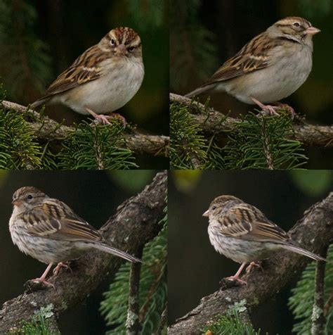 Help Identifying This Sparrow Whatsthisbird