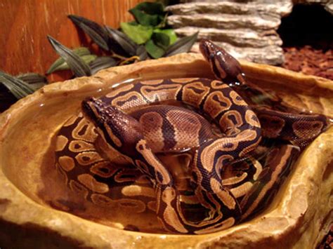 Best Water Bowl For Ball Python At Edward Call Blog