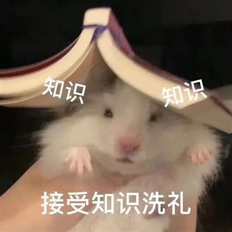 表情包 堆糖，美图壁纸兴趣社区