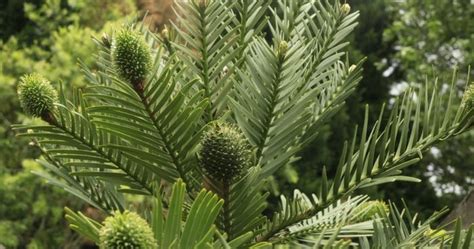 Wollemi Pine Garden Express Australias Largest Online Nursery