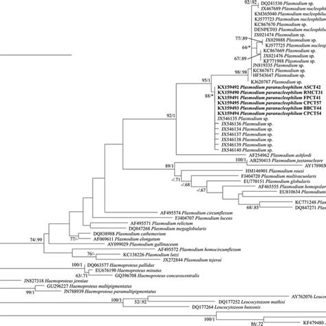 Phylogenetic Tree Inferred By Maximum Likelihood And Bayesian Analyses