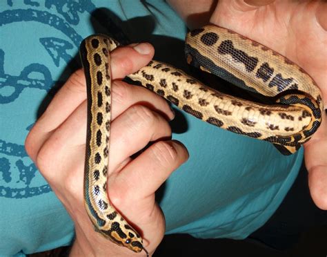 Yellow Green Anaconda Hybrid