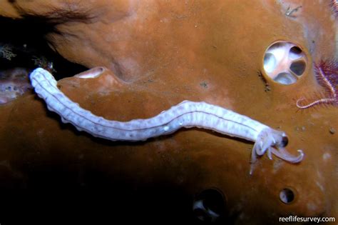 Synaptula Lamperti Lamperts Sea Cucumber Reef Life Survey