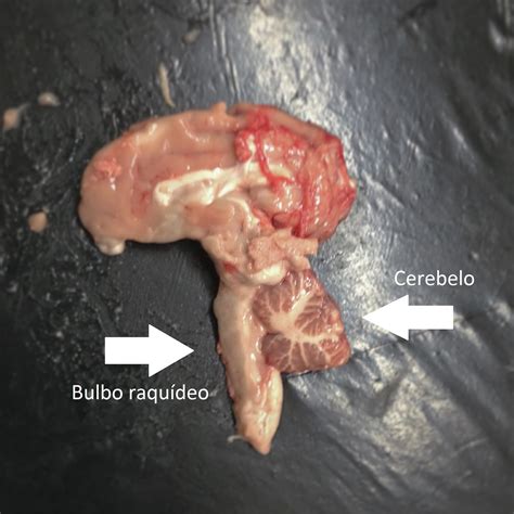 Sistema Nervioso Y órganos Sensoriales Del Cerdo Sistema Nervioso