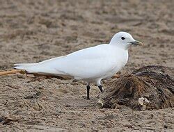 Gull Wikipedia