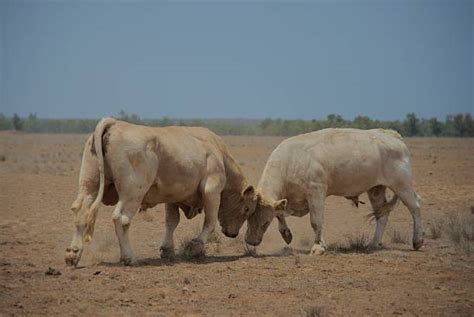 Bull Cows Fighting Exciting Bull Fighting Videos From Kzn South
