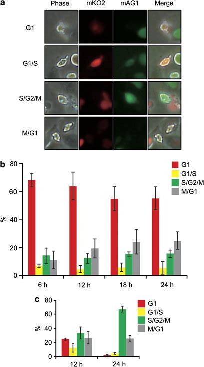 Cell Cycle Dependency Of The Apoptosis Execution In Hela S Fucci Cells Download Scientific