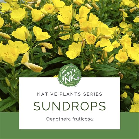 Native Plants Series Sundrops