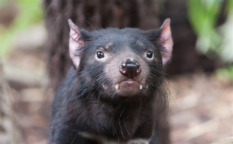 アジアで唯一「タスマニアデビル」を公開している多摩動物園 ｜ ラビル