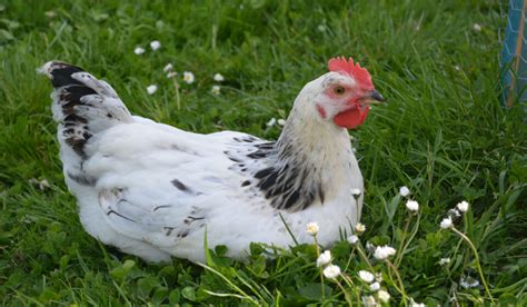 Sussex Chicken Breed Profile The Hip Chick