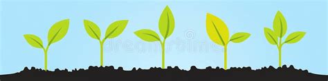 Five Stages Of Plant Growth And Development Stock Illustration