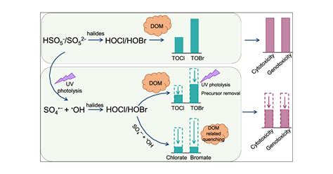 Overlooked Cytotoxicity And Genotoxicity To Mammalian Cells Caused By The Oxidant