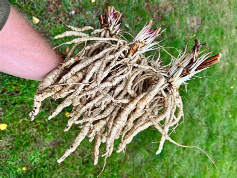 Skirret Seeds Sium Sisarum Rare Delicious And Perennial Vegetable