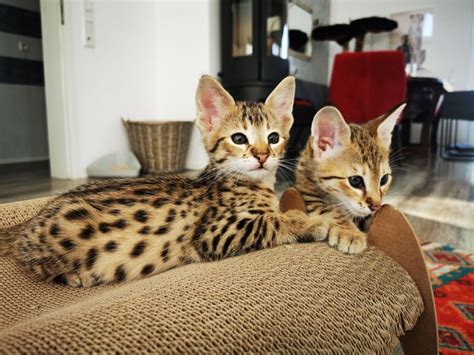 Typvolle F3c Savannah Kätzchen Ticacats Viva Kleinanzeigen