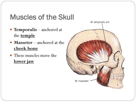 Ppt Understanding The Muscles Functions Types And Key Facts About