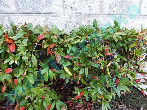 Chinese Barberry
