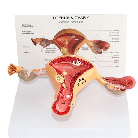 External And Internal Female Reproductive System