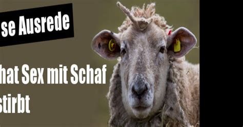 Kuriose Ausrede Mann Hat Sex Mit Schaf Tier Stirbt News De