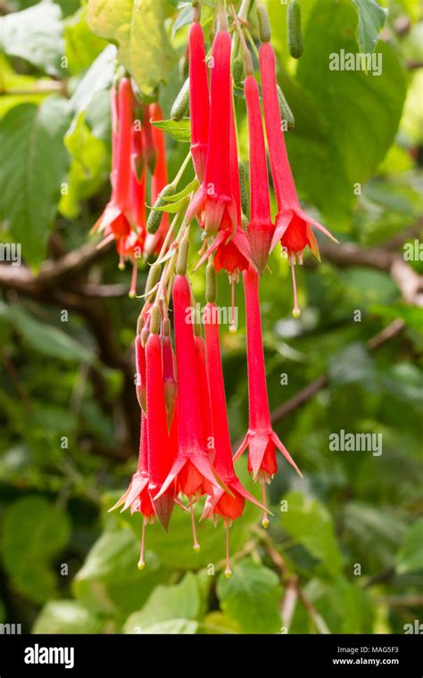 Long Red Tubular Flowers Of The Half Hardy Exotic Shrub Fuchsia