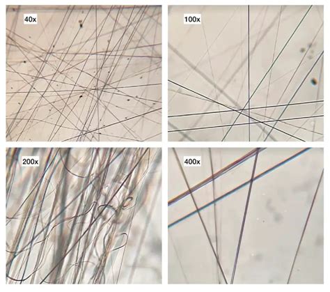 Spider Web Under A Microscope Rs Science