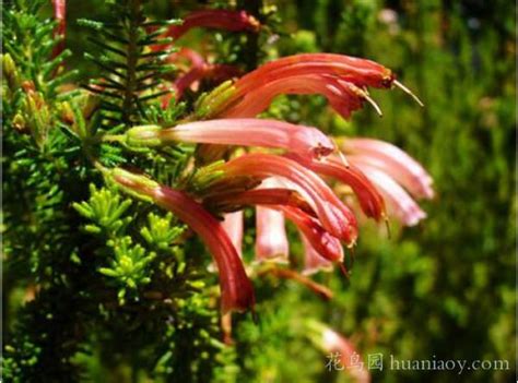 歐石楠品種大全 每日頭條