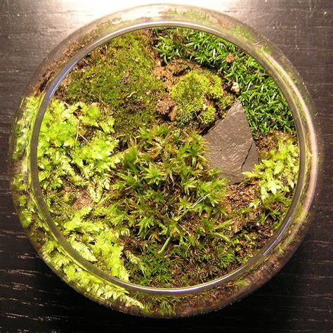Super Cute Moss Garden Moss Garden How To Dry Basil Moss