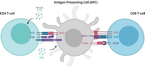 T Lymphocyte Immunophenotyping Using Multicolor Flow Cytometry Aat