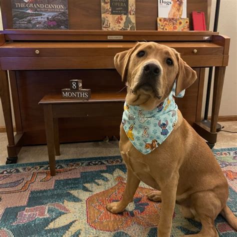 Asexual Pride Ace Ase Fingerless Gloves Crochet Typing Phone Screen Etsy