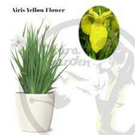 Tanaman Hias Airis Iris Bunga Kuning Lazada Indonesia