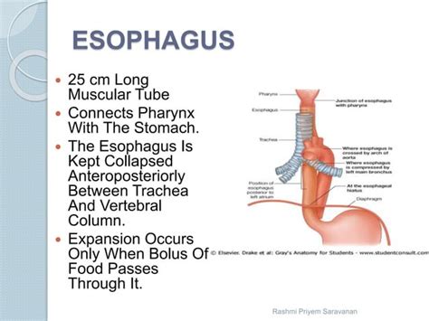 Esophagus Pptx Thyroid Disorders Endocrine And Metabolic Diseases