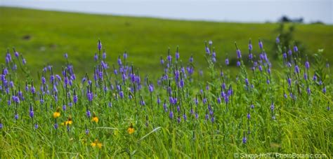Tallgrass Prairie Inspiration