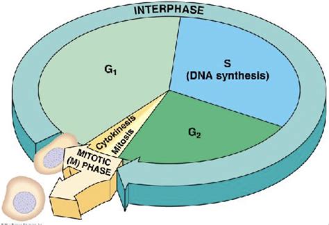 Final Exam Bio Diagram Quizlet