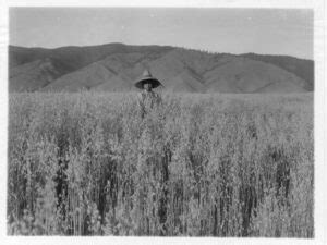 Life On The Flathead Indian Reservation Politics Education And More