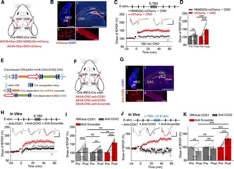 Entorhinohippocampal Cholecystokinin Modulates Spatial Learning By
