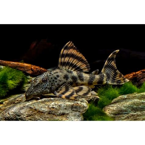 Peckoltia Brevis L205 Aquarium Crystal