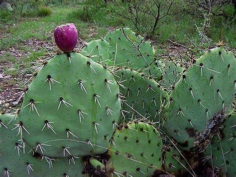 Nopales Tunas And Pitayas Mexconnect